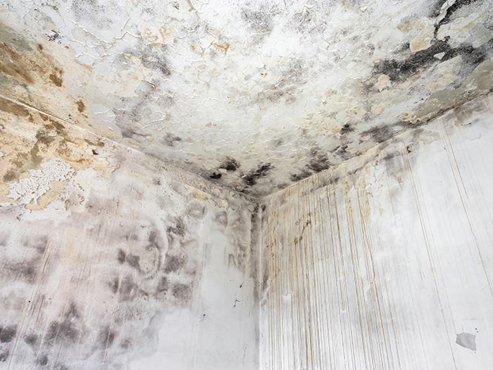 London Launch IoT Initiative for Damp and Mould Management - Kurrant